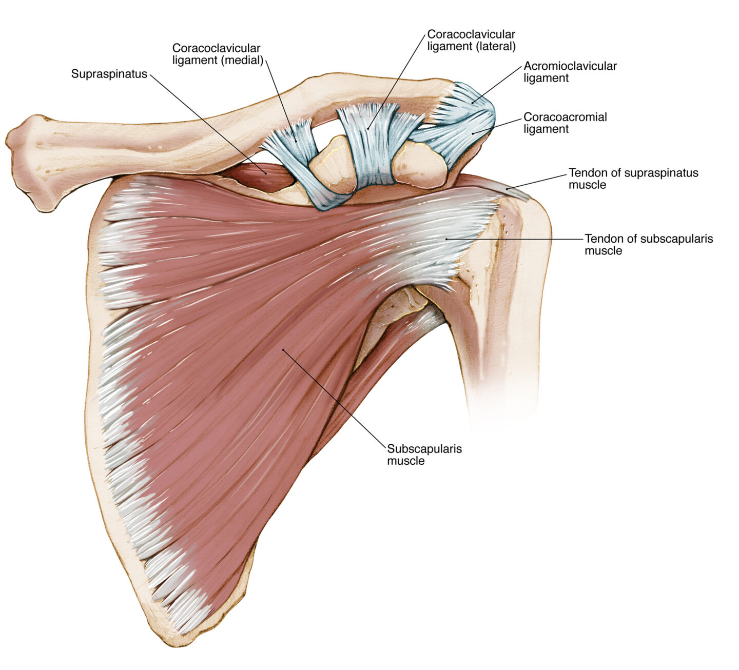 Rotator Cuff Tear Of The Shoulder | Lex Medicus Publishing