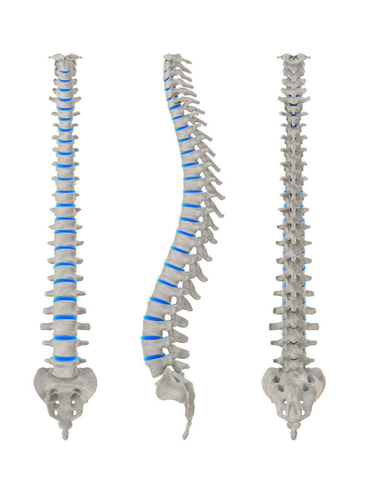 Anatomy Of The Spine And Spinal Cord | Lex Medicus