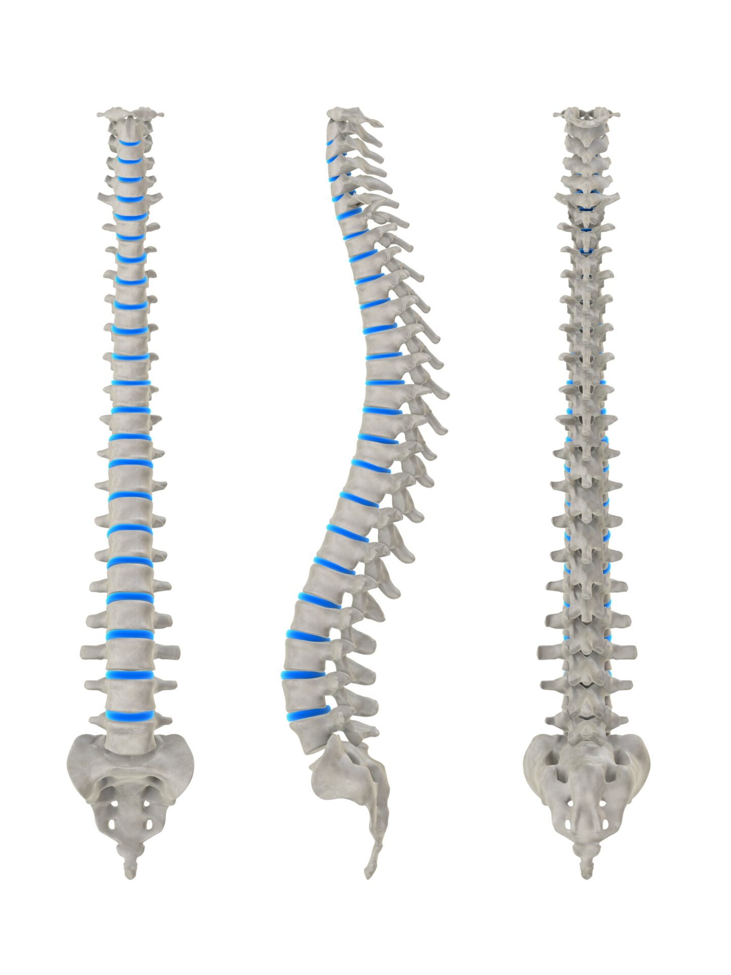 Anatomy Of The Spine And Spinal Cord | Lex Medicus