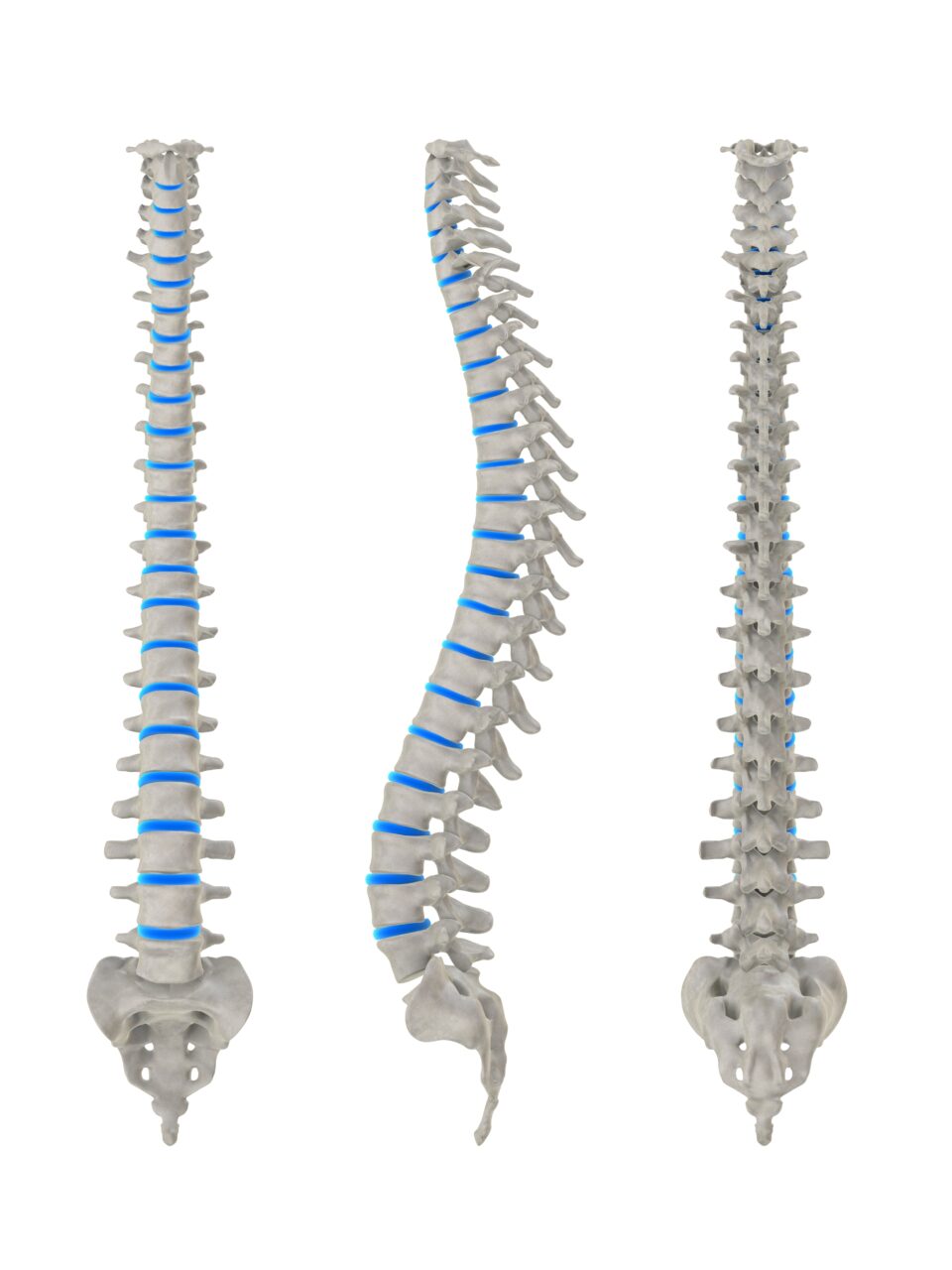 Anatomy Of The Spine And Spinal Cord | Lex Medicus